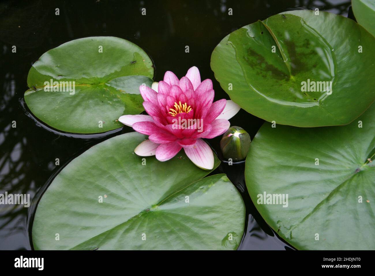 water lily, garden pond, water lilies, waterlilie, waterlilies, garden ...