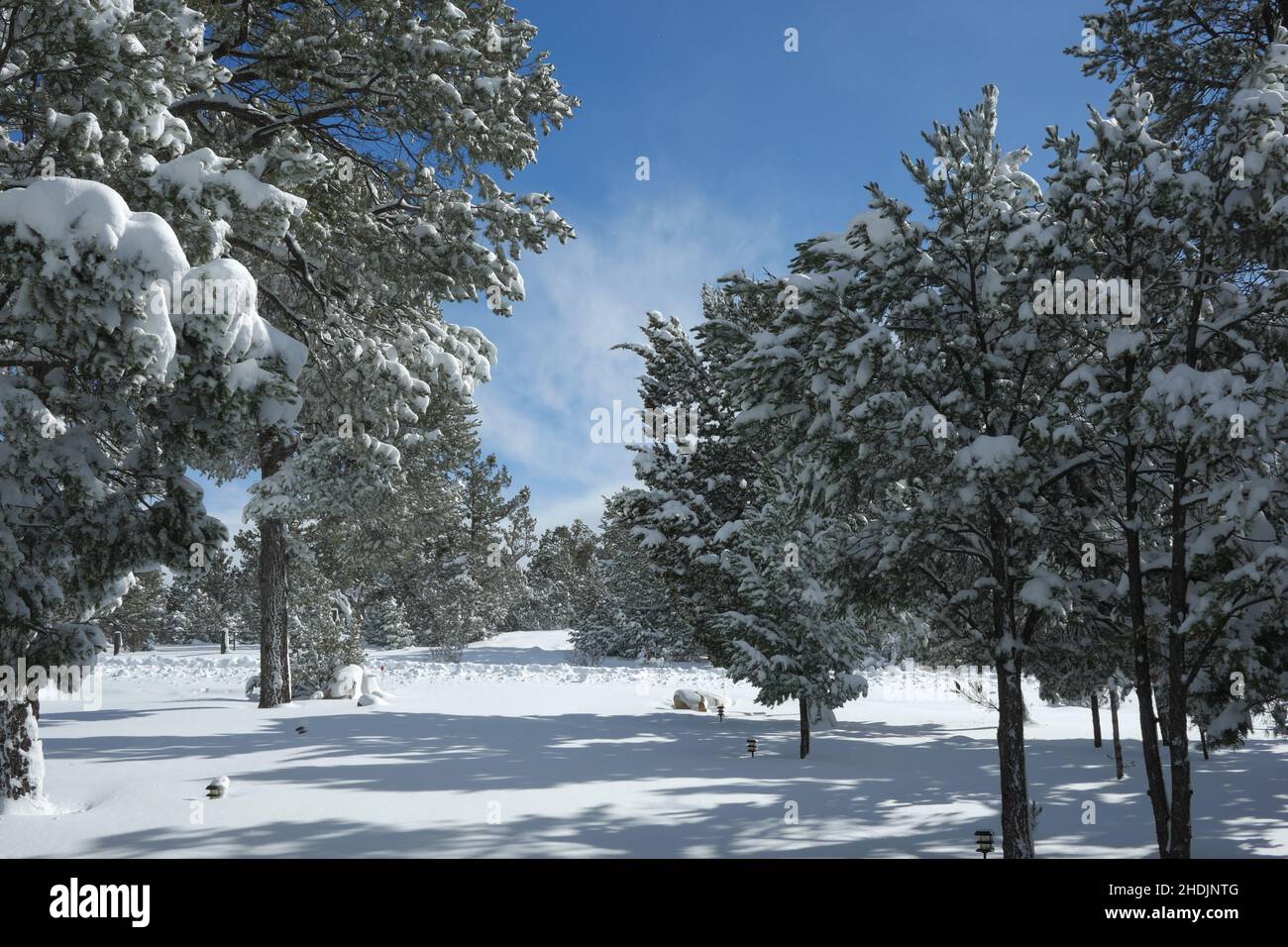 The morning after heavy snowfall in the high country with pine trees ...