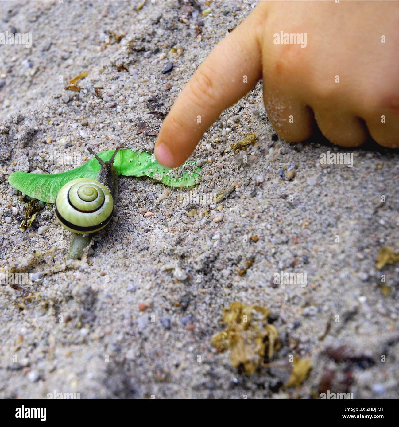 boy, snail, discover, boys, snails, discovery Stock Photo - Alamy