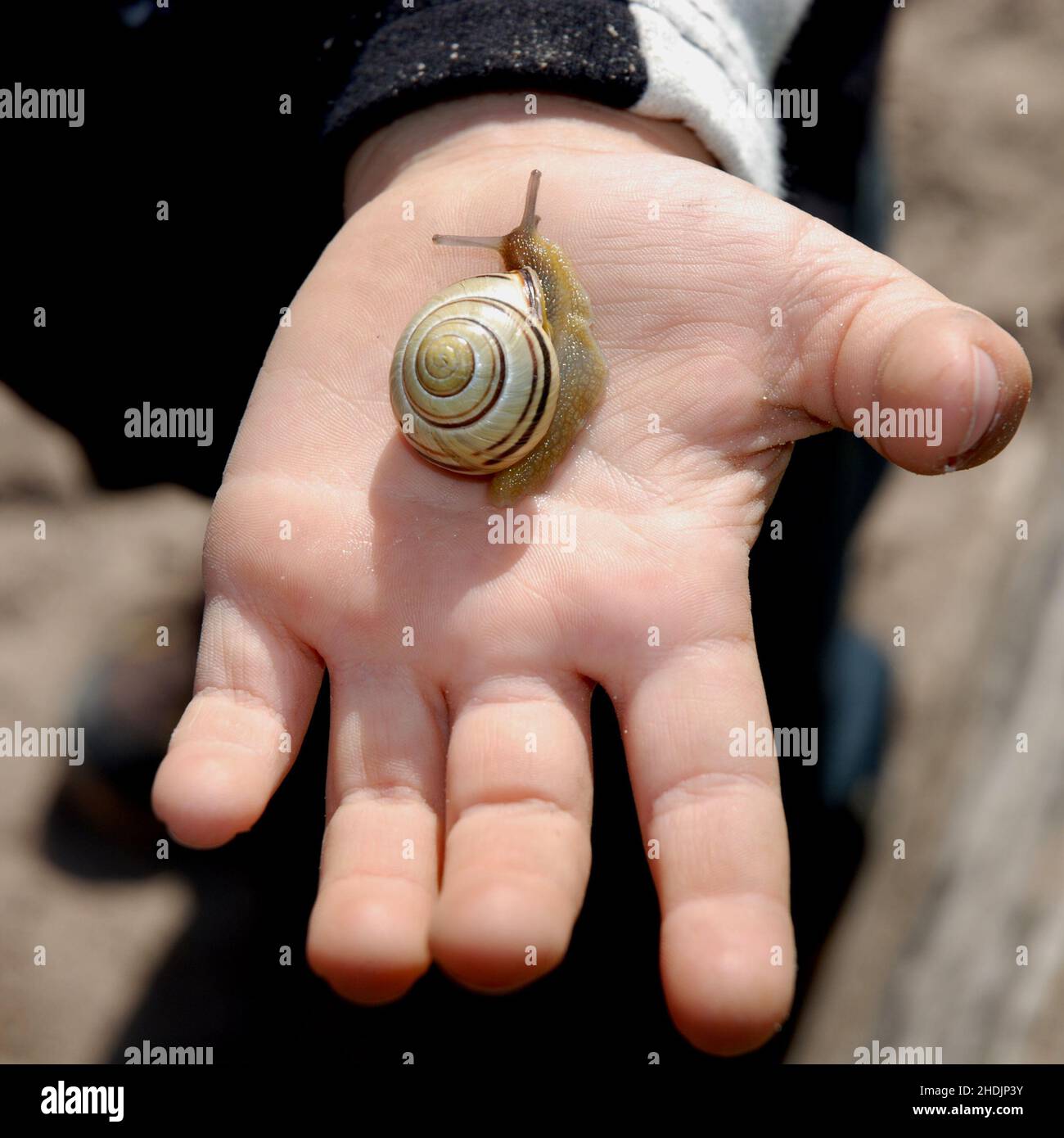 snail, childhood, snails, childhoods, children, kid, kids Stock Photo ...