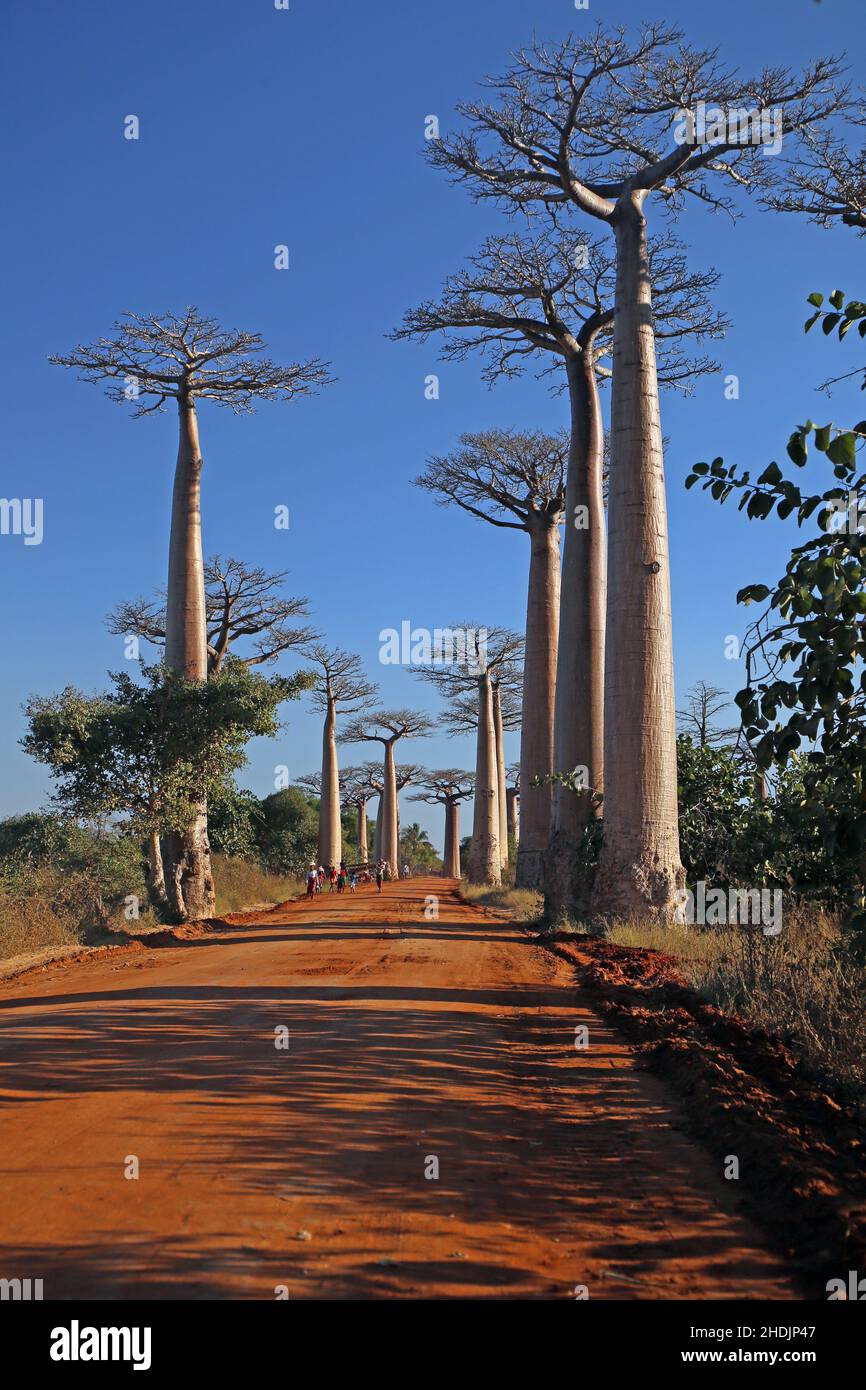baobab tree, avenue of the baobabs, baobab trees, alley of the baobabs ...