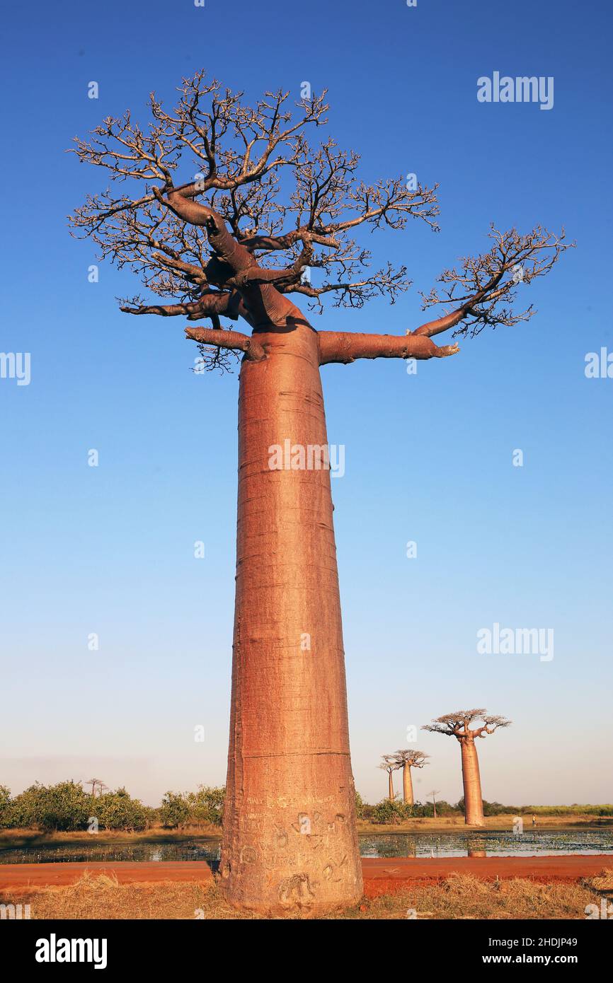 baobab tree, avenue of the baobabs, baobab trees, alley of the baobabs ...