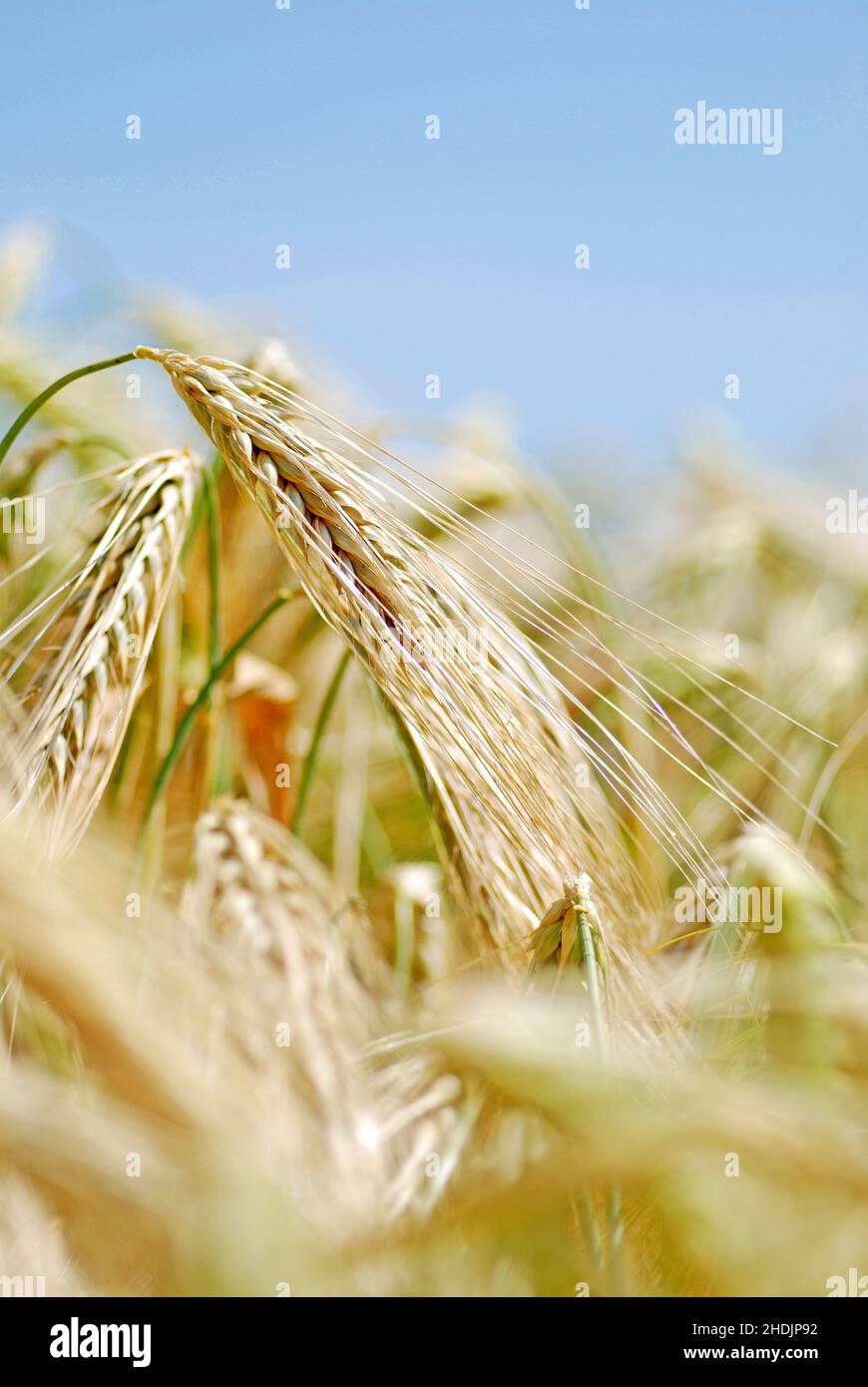 agriculture, rye, corn field, agricultures, ryes, corn fields Stock ...