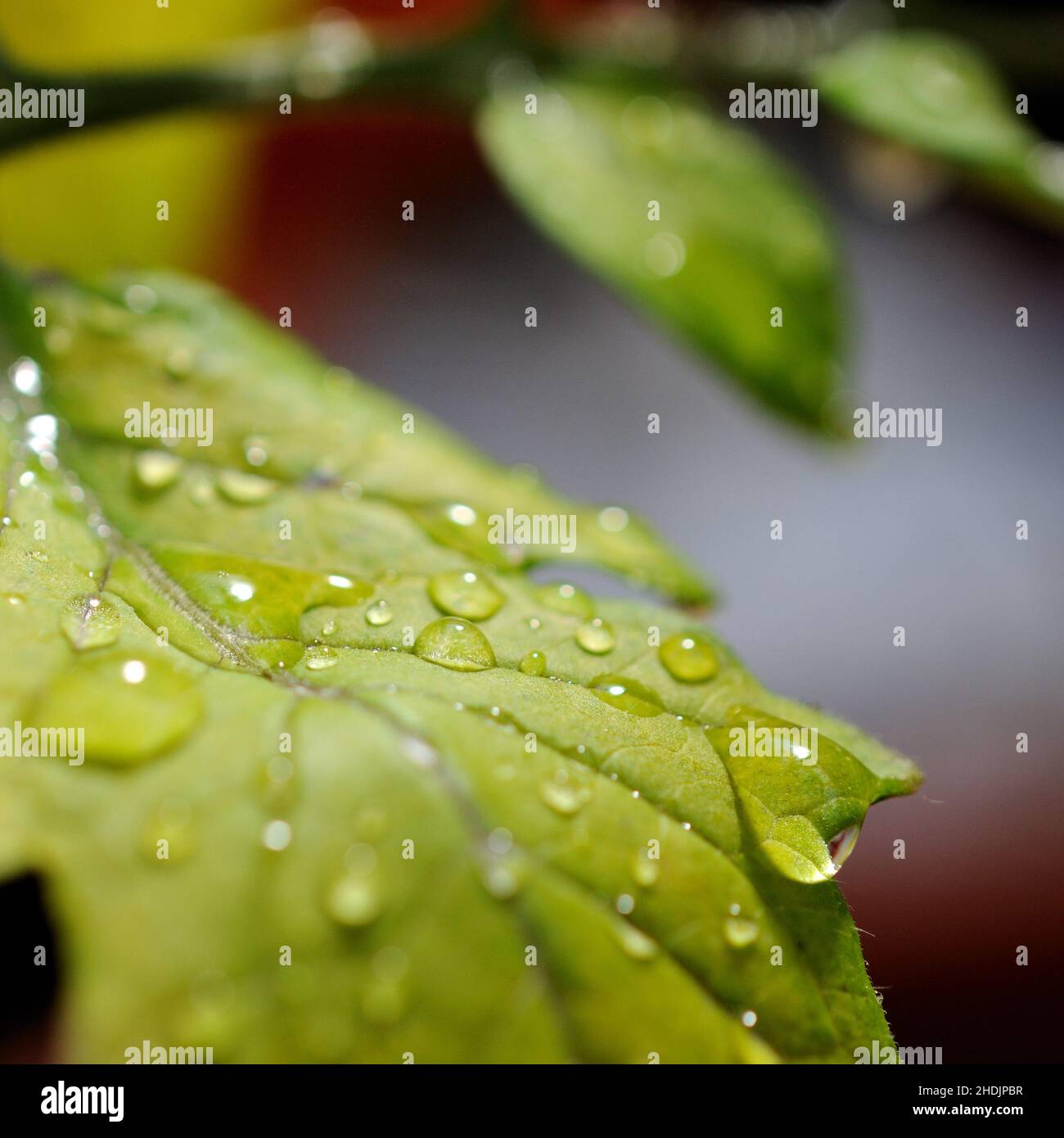 Damp leafs hi-res stock photography and images - Alamy