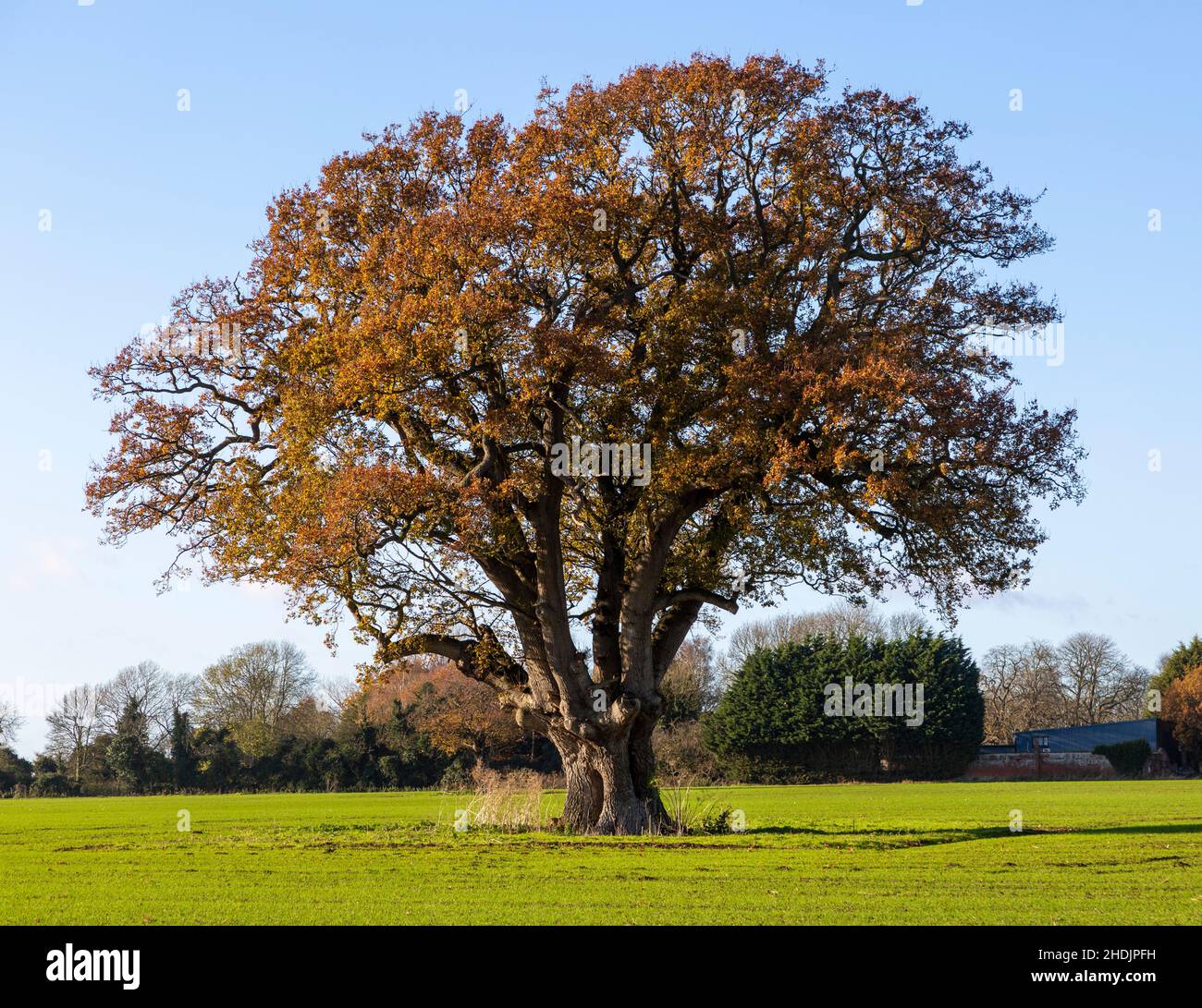 Large mature English oak tree, Quercus Robur, orange autumn leaves ...