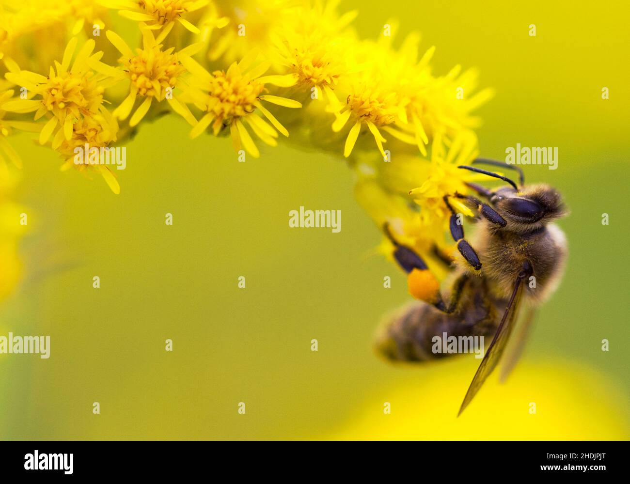 bee, honey bee, bees, honey bees Stock Photo - Alamy