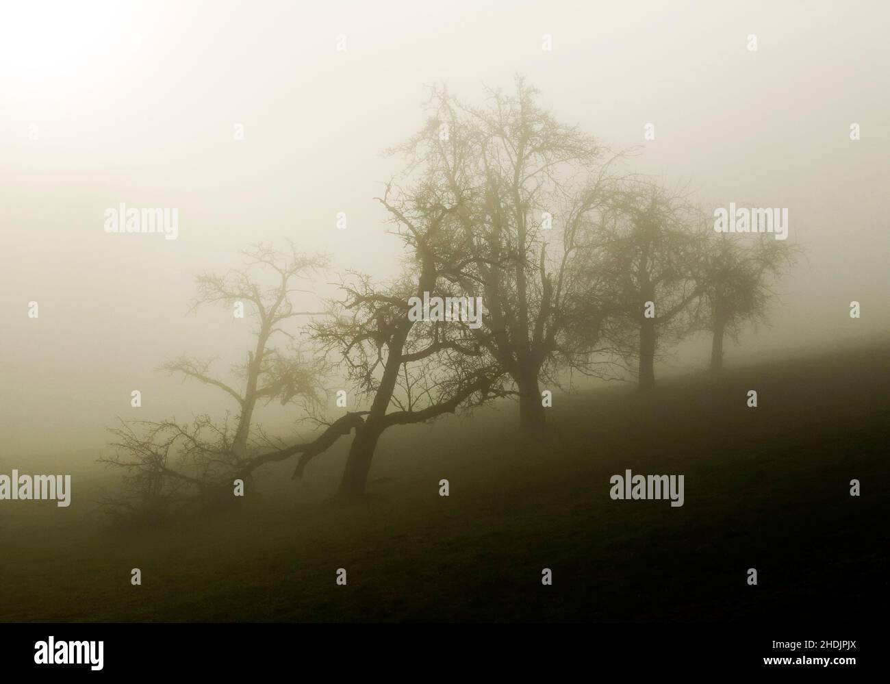 tree, fog, autumn, trees, fogs, fall Stock Photo - Alamy