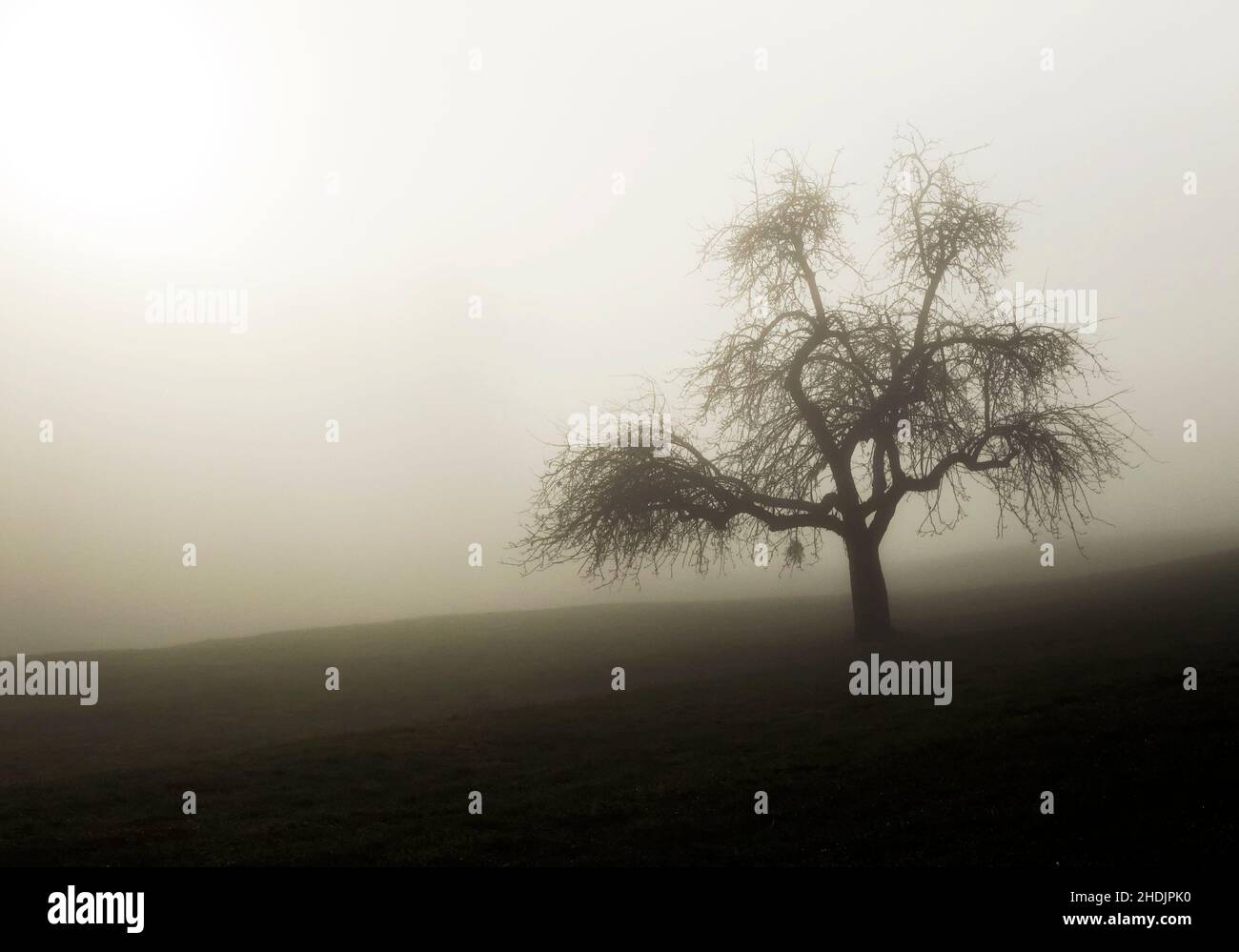 autumn, fog, silence, fall, fogs, silences Stock Photo - Alamy
