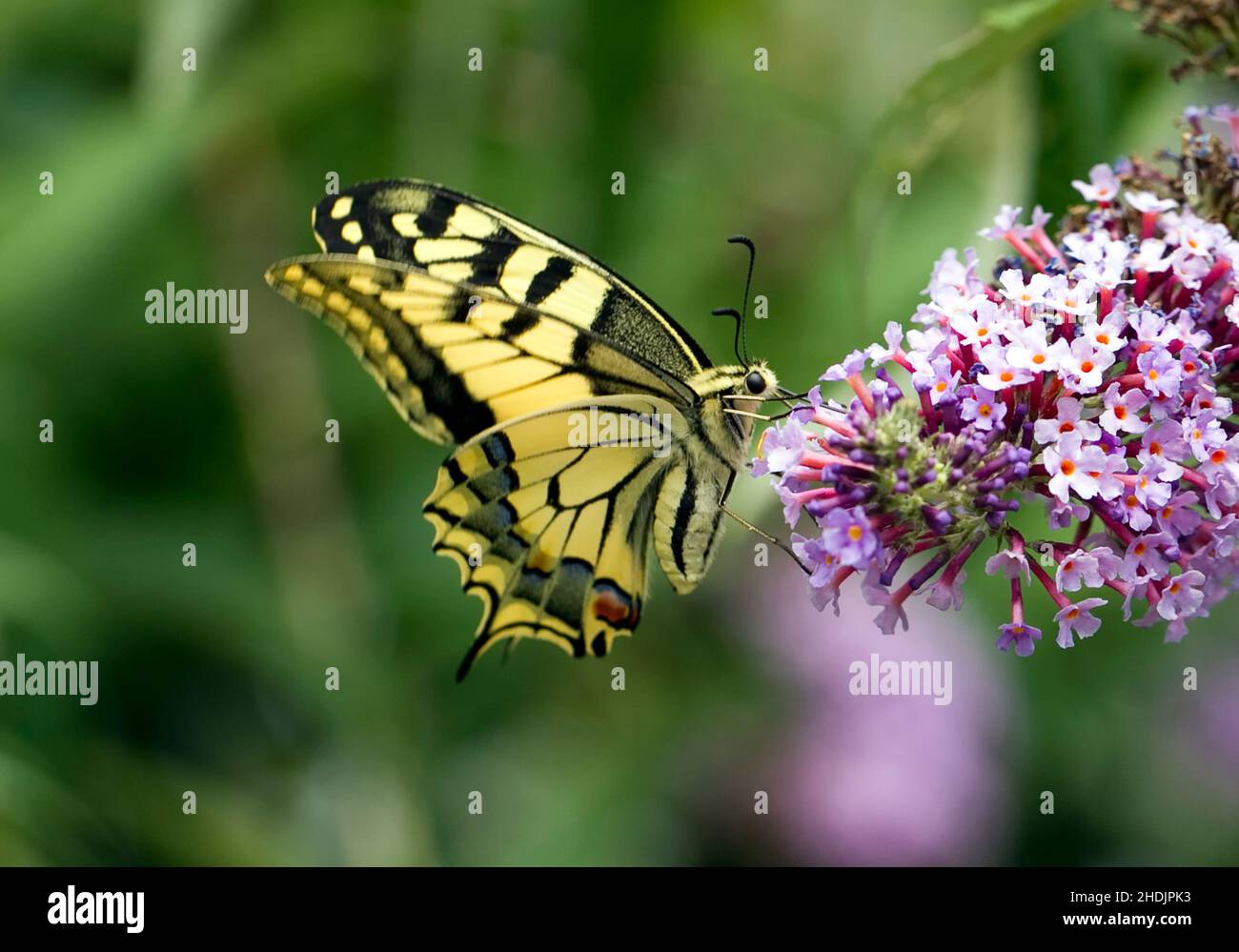 butterfly, common yellow swallowtail, butterflies, swallowtail ...