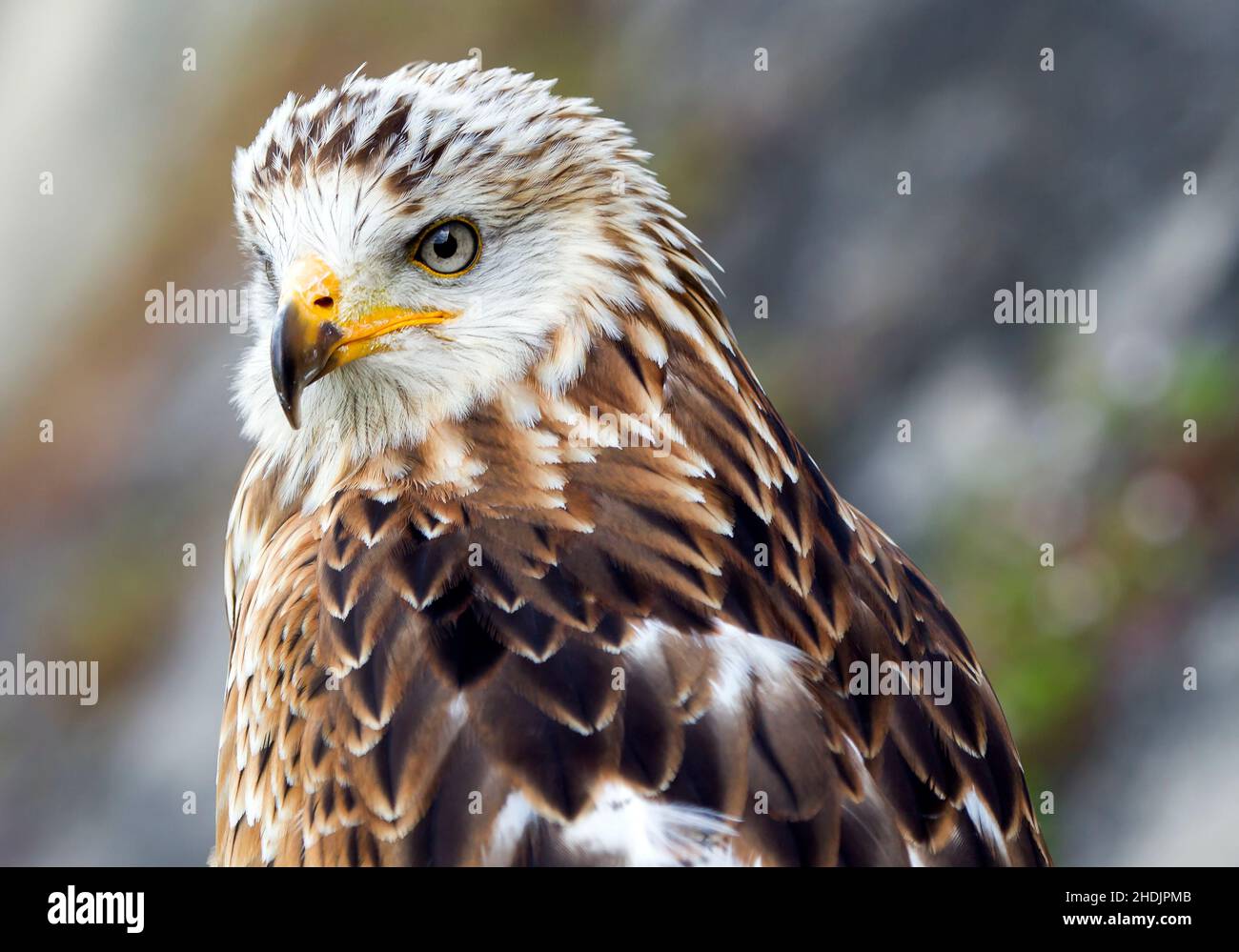 red kite, red kites Stock Photo - Alamy
