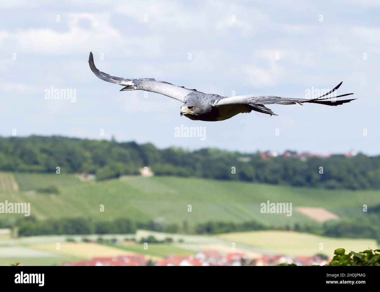 flying, blue buzzard, fly, to fly, blue buzzards Stock Photo - Alamy