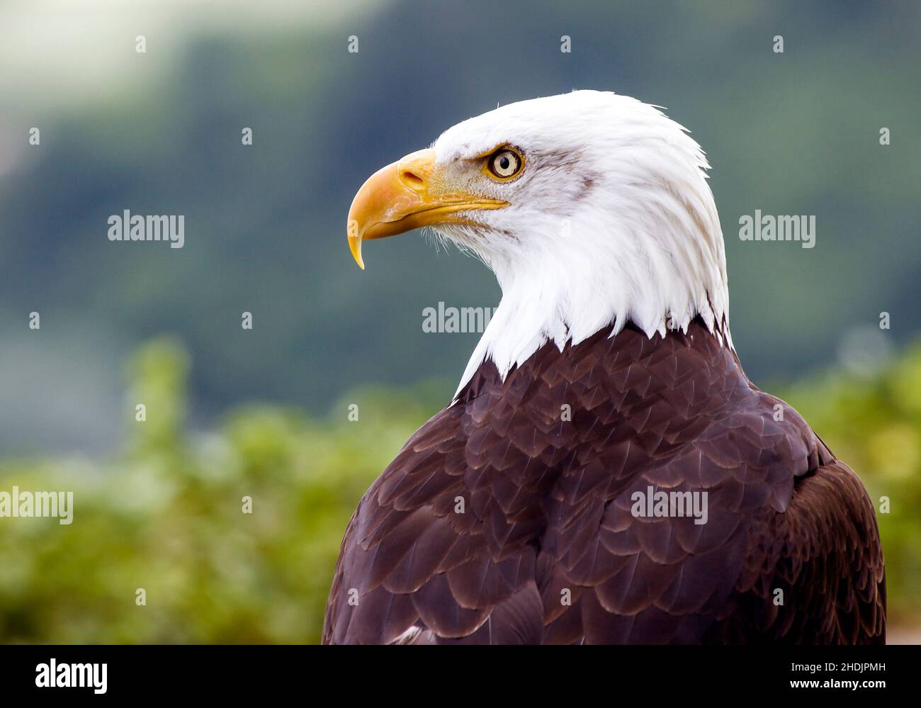 eagle, bald eagle, eagles, bald eagles Stock Photo - Alamy