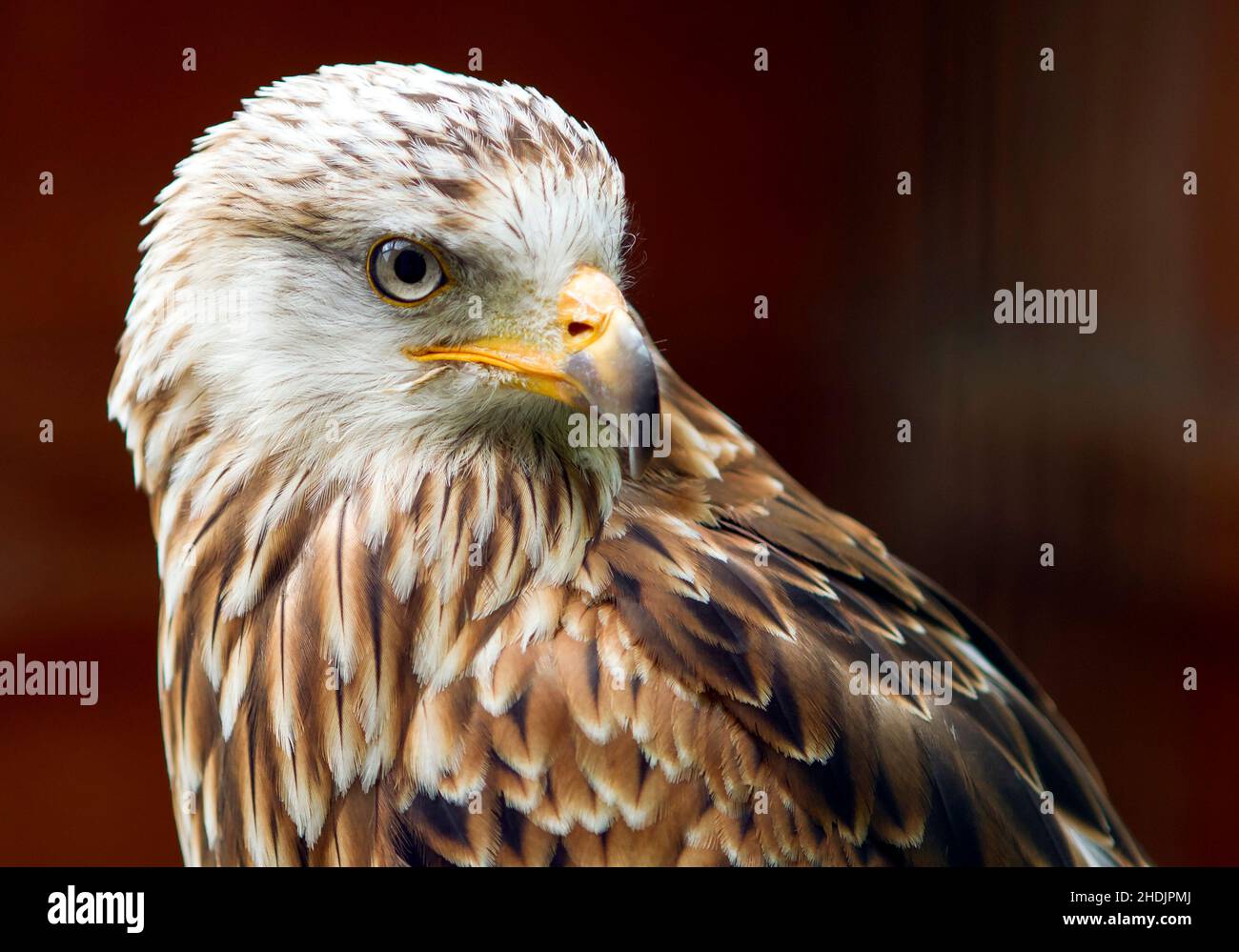 raptor, red kite, raptors, red kites Stock Photo - Alamy