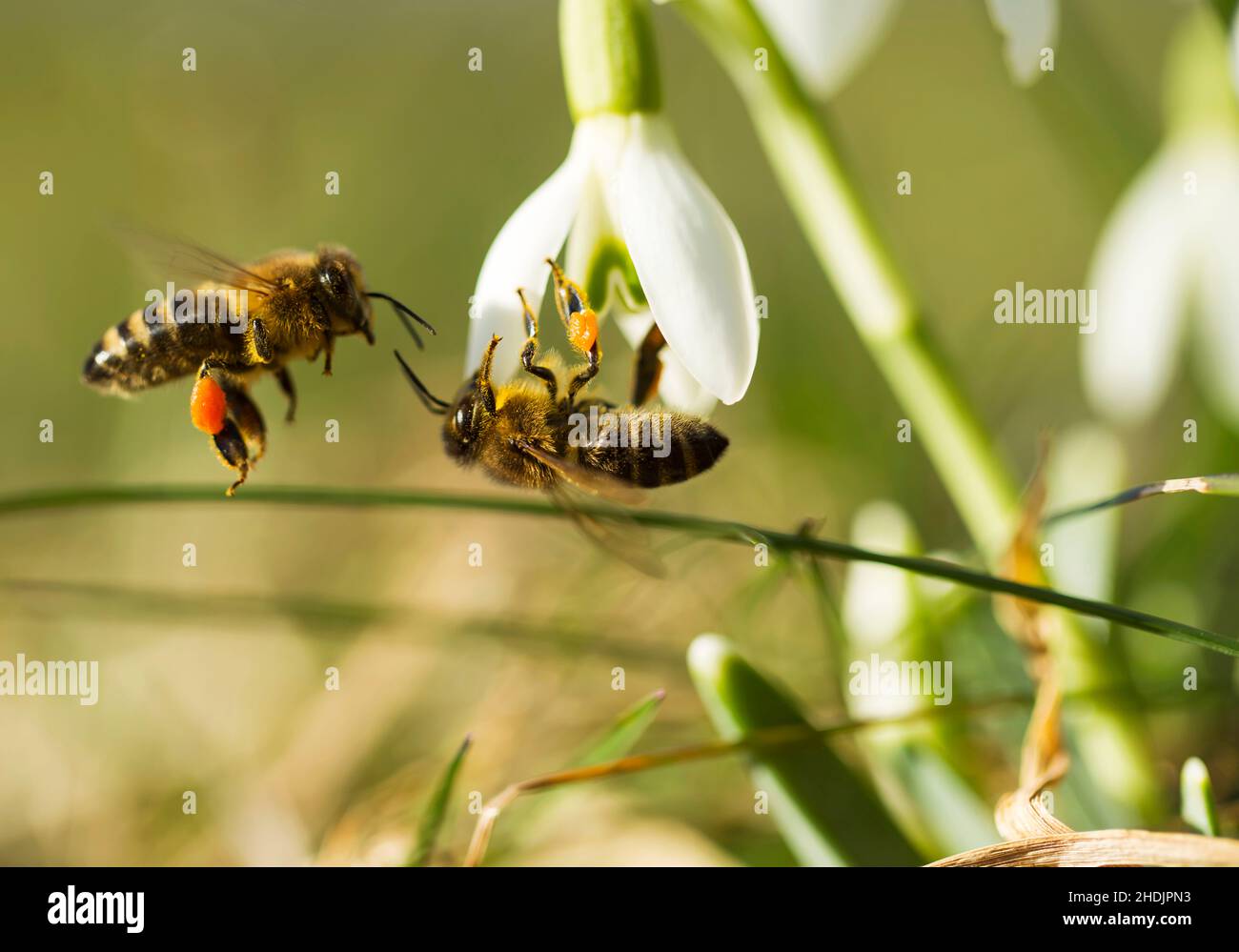 honey bee, pollination, snowdrop, honey bees, pollinations, snowdrops ...