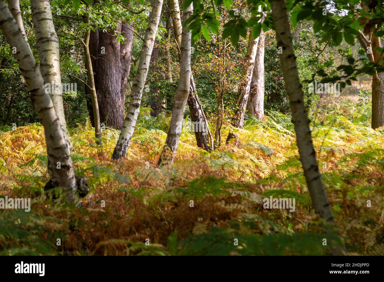 Silver birch trees, Betula pendula, trunks at different directions ...