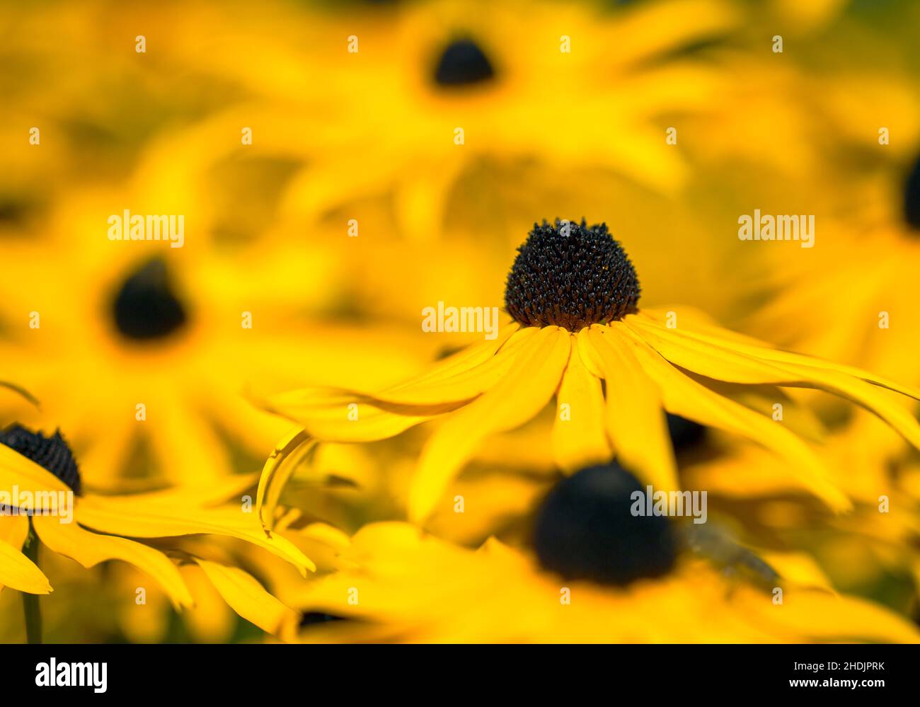 sun hat, herb, sun hats, herbs Stock Photo - Alamy