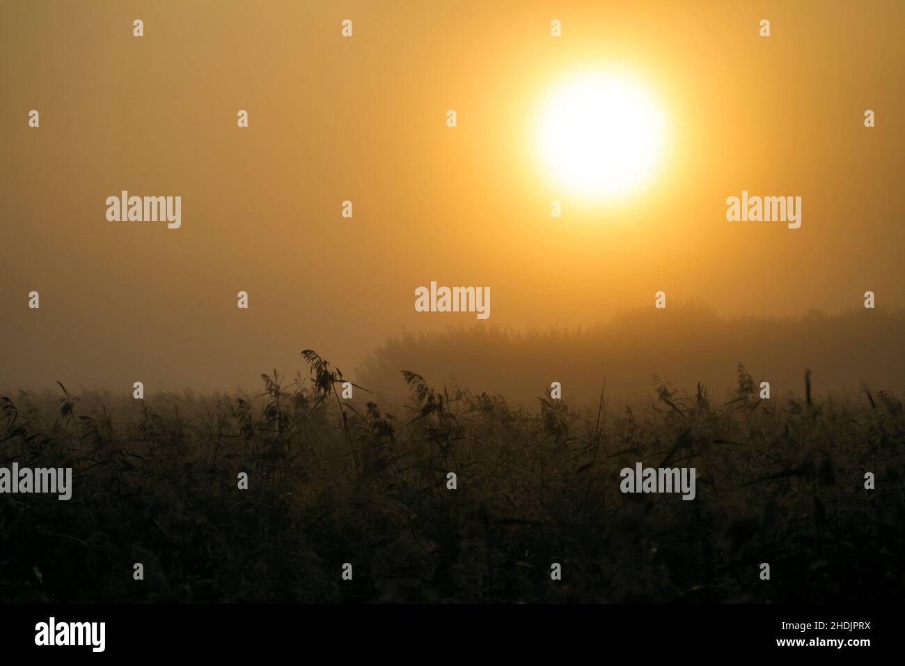 sunrise, silhouette, hazy, sun rises, sunrises, silhouettes, hazies ...