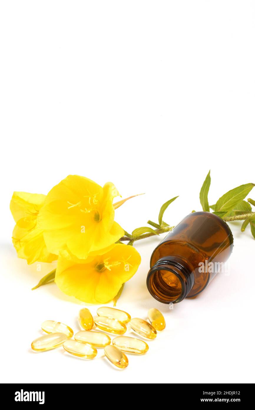 capsules, evening primrose, capsule, evening primroses Stock Photo - Alamy