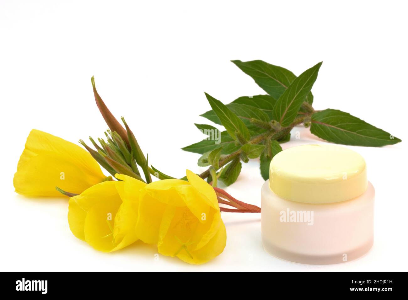 cream pot, evening primrose, body lotion, cream pots, evening primroses ...