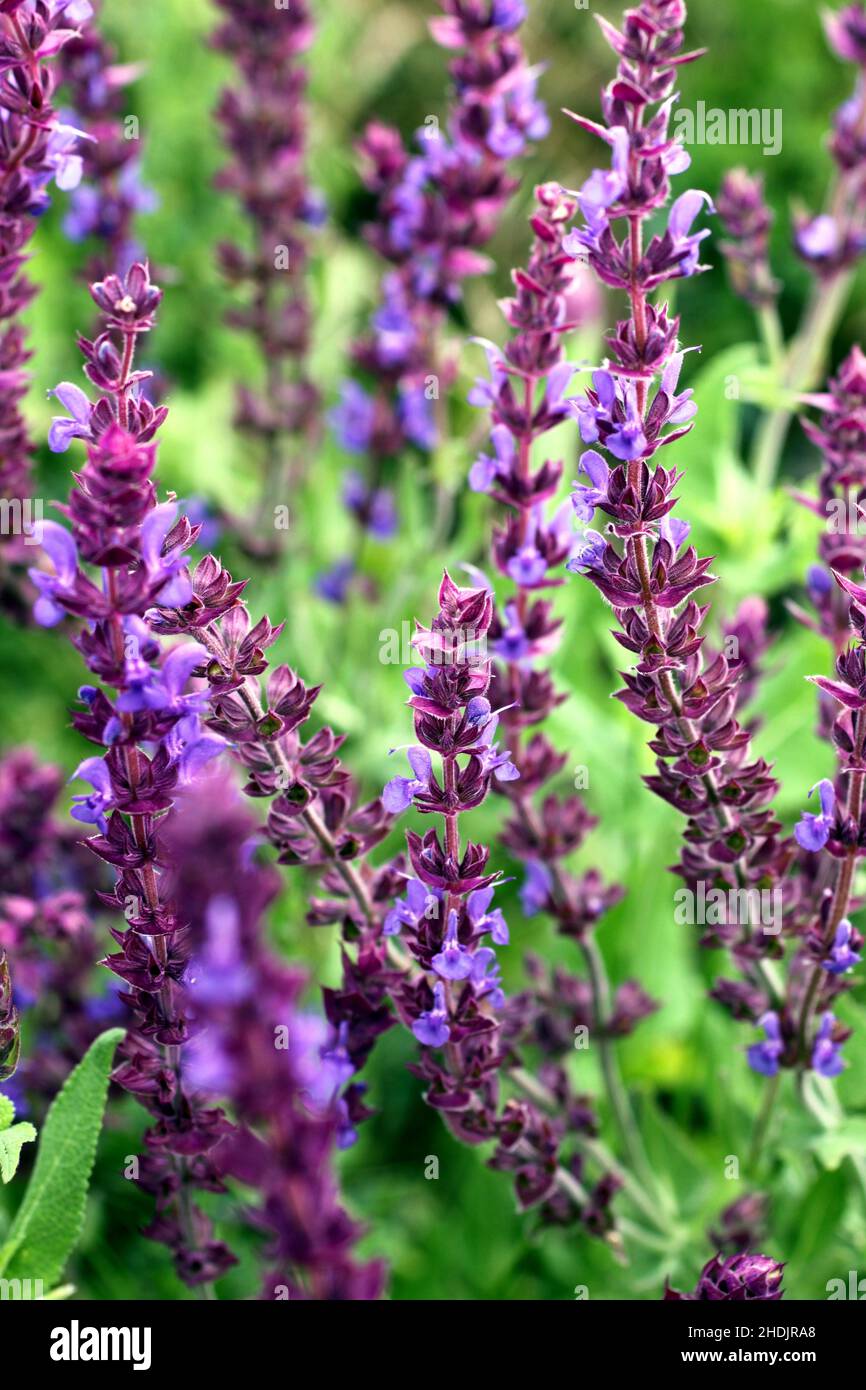 Flowering sages hi-res stock photography and images - Alamy