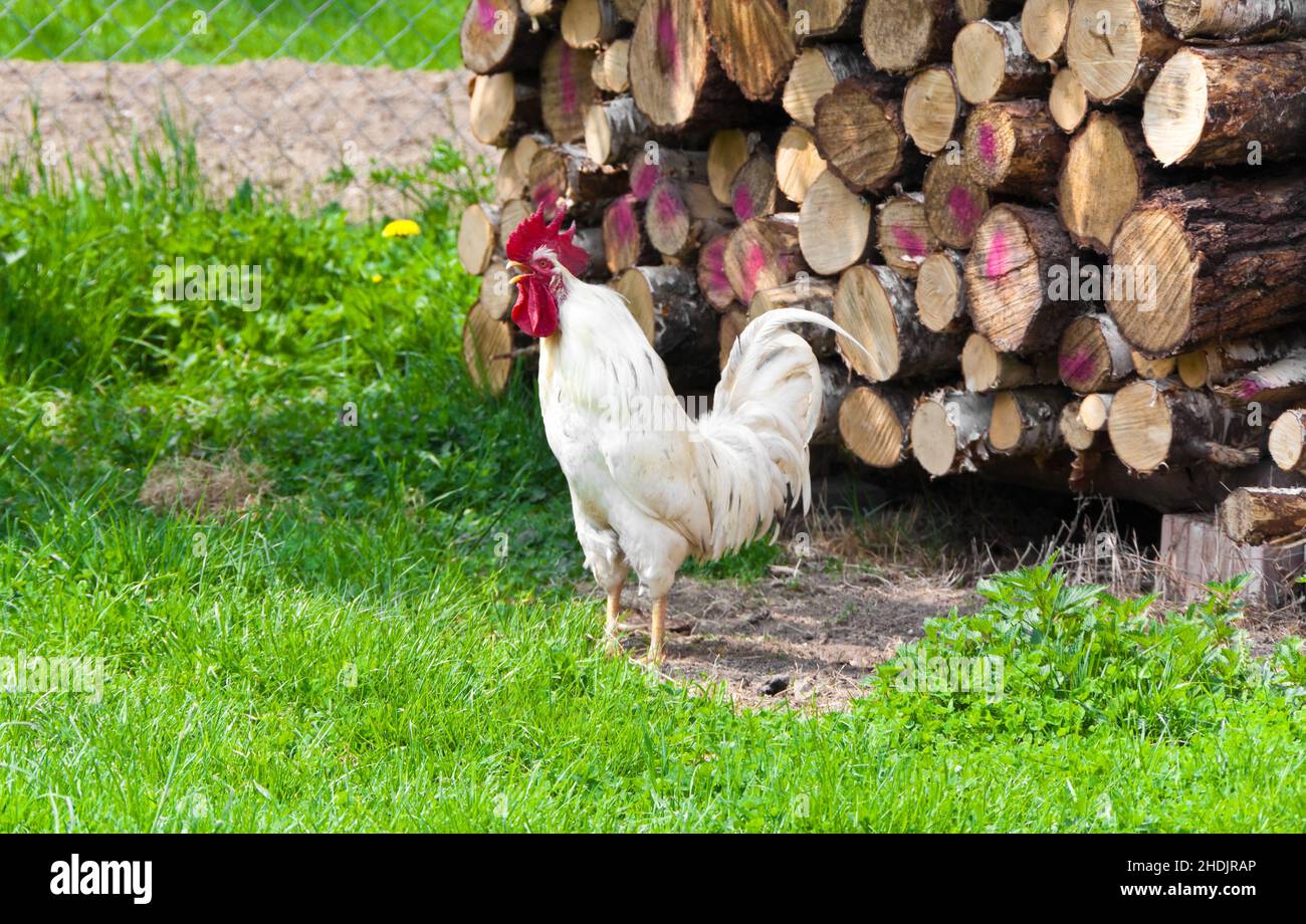 Crows rooster hi-res stock photography and images - Alamy