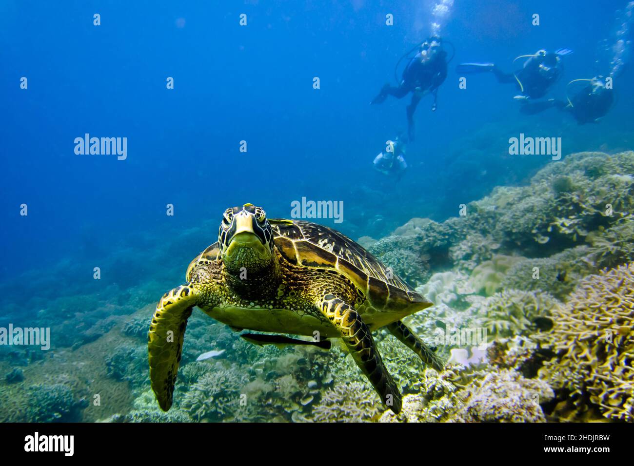 diver, turtle, sea turtle, dive, divers, dives, turtles, sea turtles ...