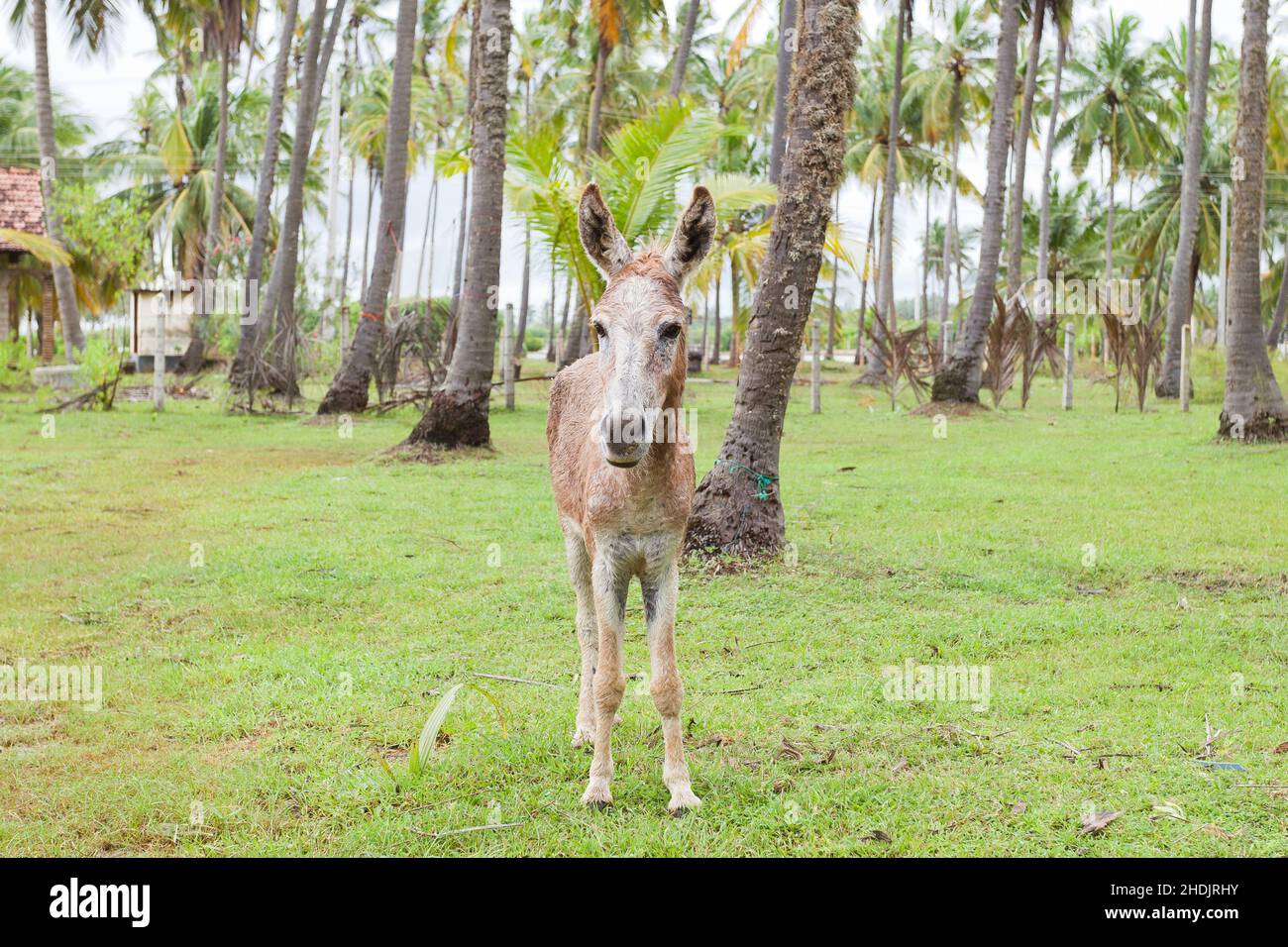Donkeys and mules hi-res stock photography and images - Alamy