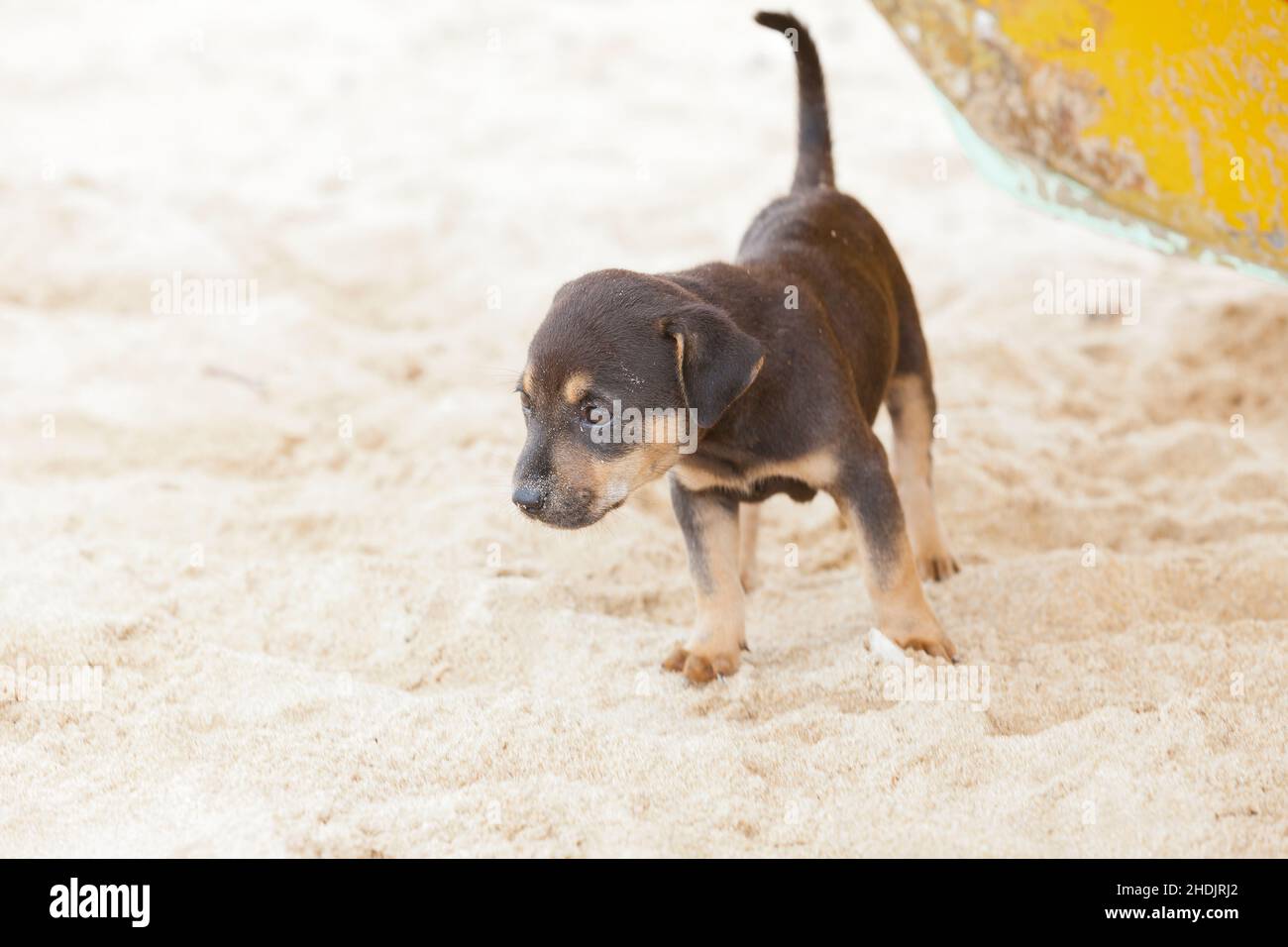 Stray dogs sri lanka hi-res stock photography and images - Alamy