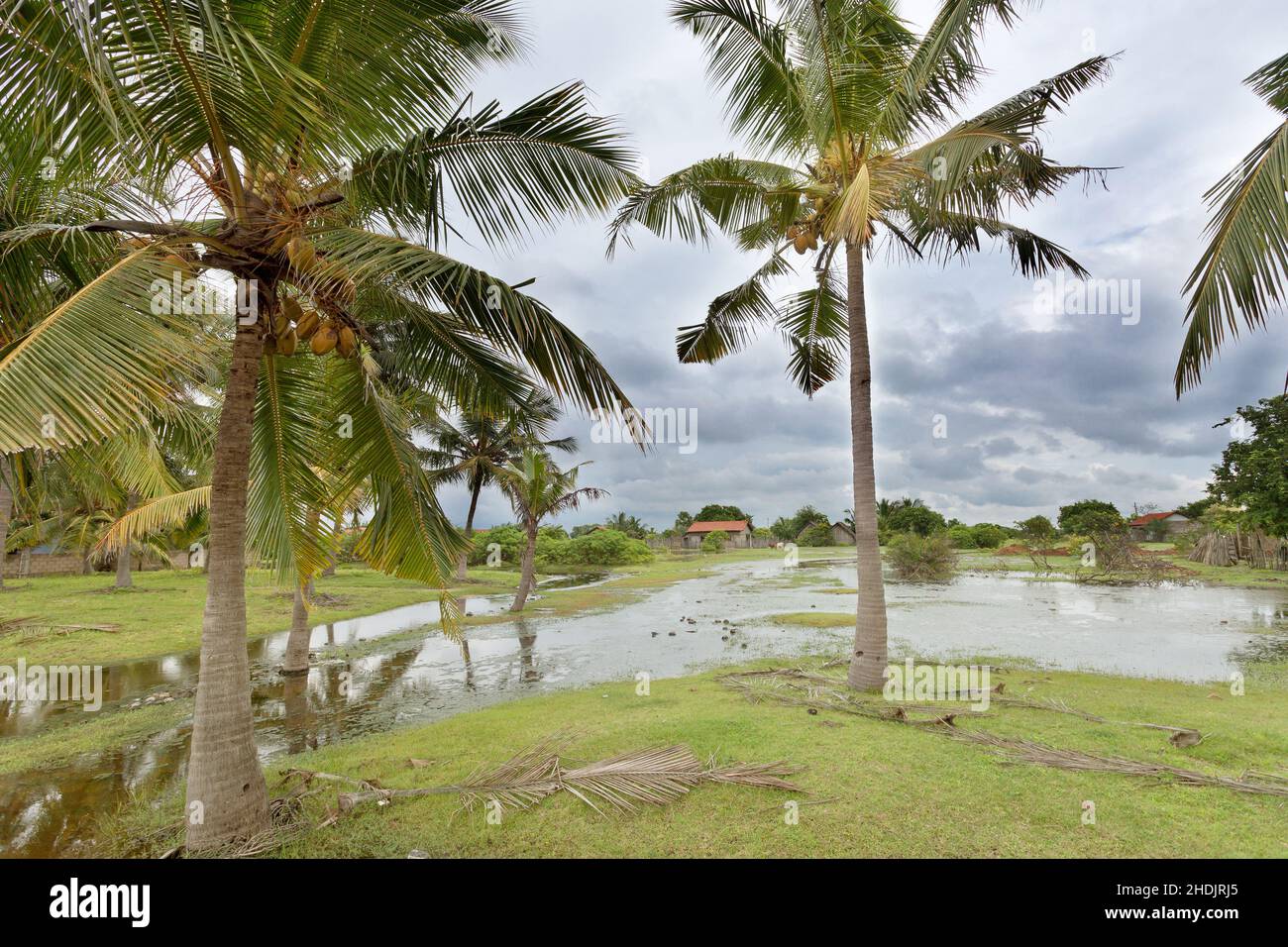 palms, sri lanka, kalpitiya, palm tree, sri lankas Stock Photo - Alamy