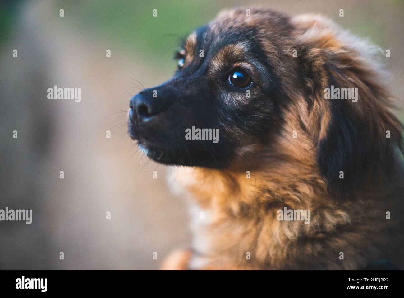 Beautiful brown dog hi-res stock photography and images - Alamy