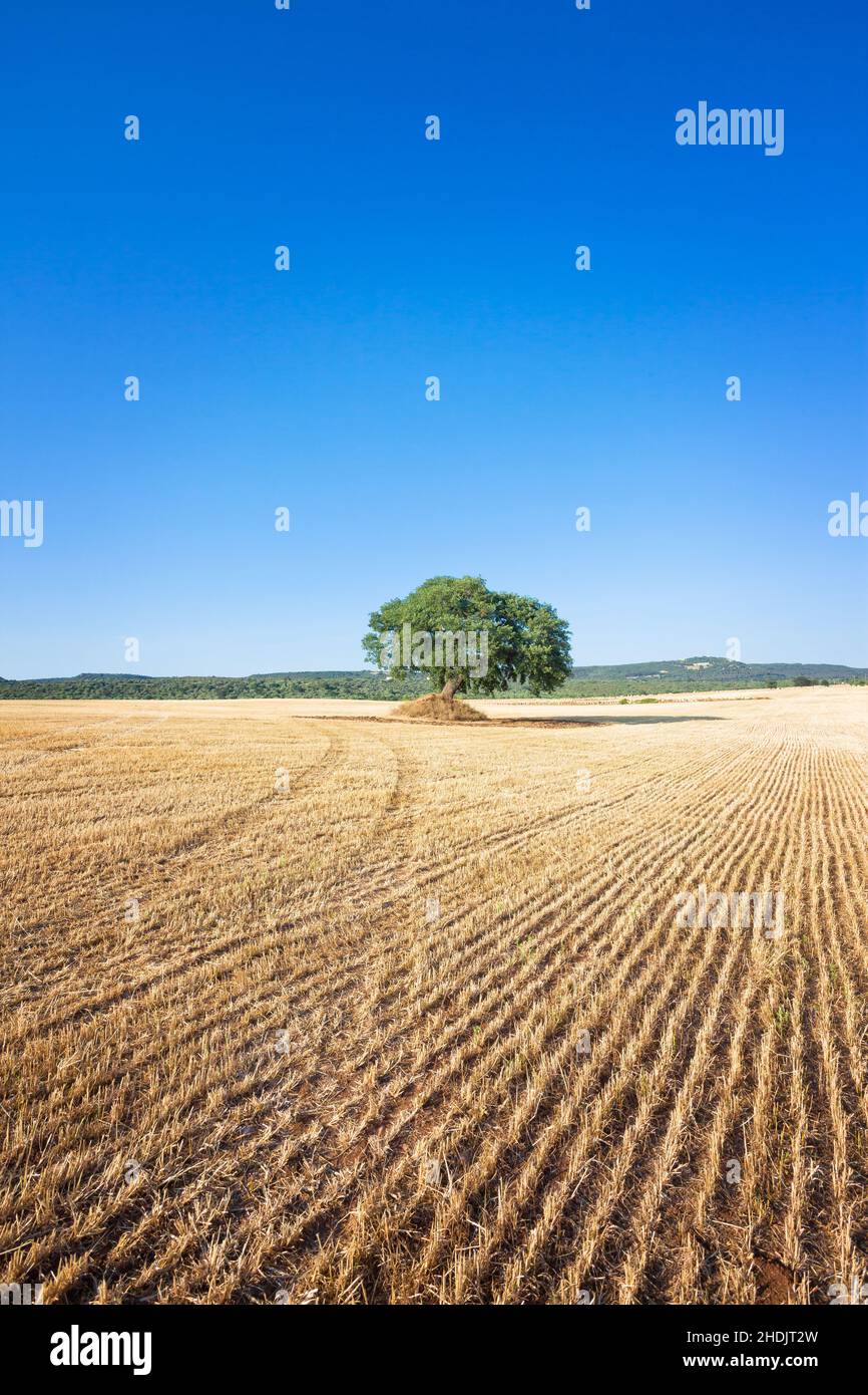 Harvesteds hi-res stock photography and images - Alamy