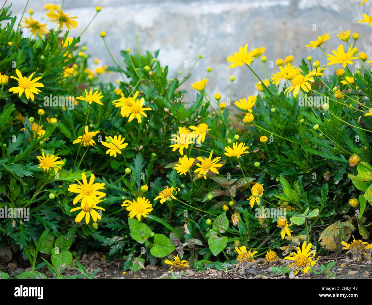 African Yellow Flowers