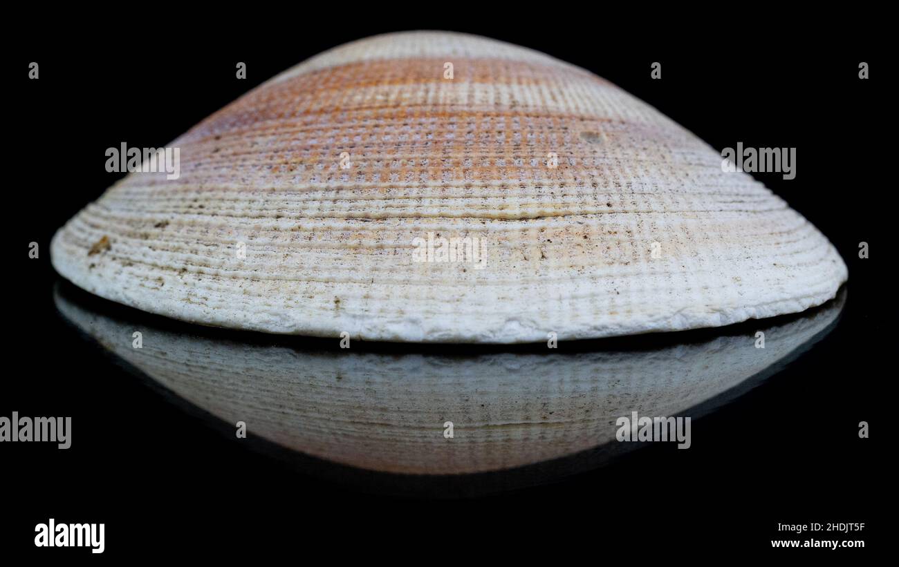 Closeup shot of natural shells isolated on a black background Stock ...