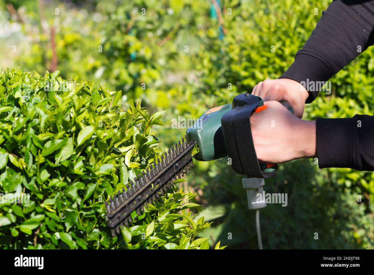 gardening, hedge clippers, hedge trimming, plant care, tending of ...