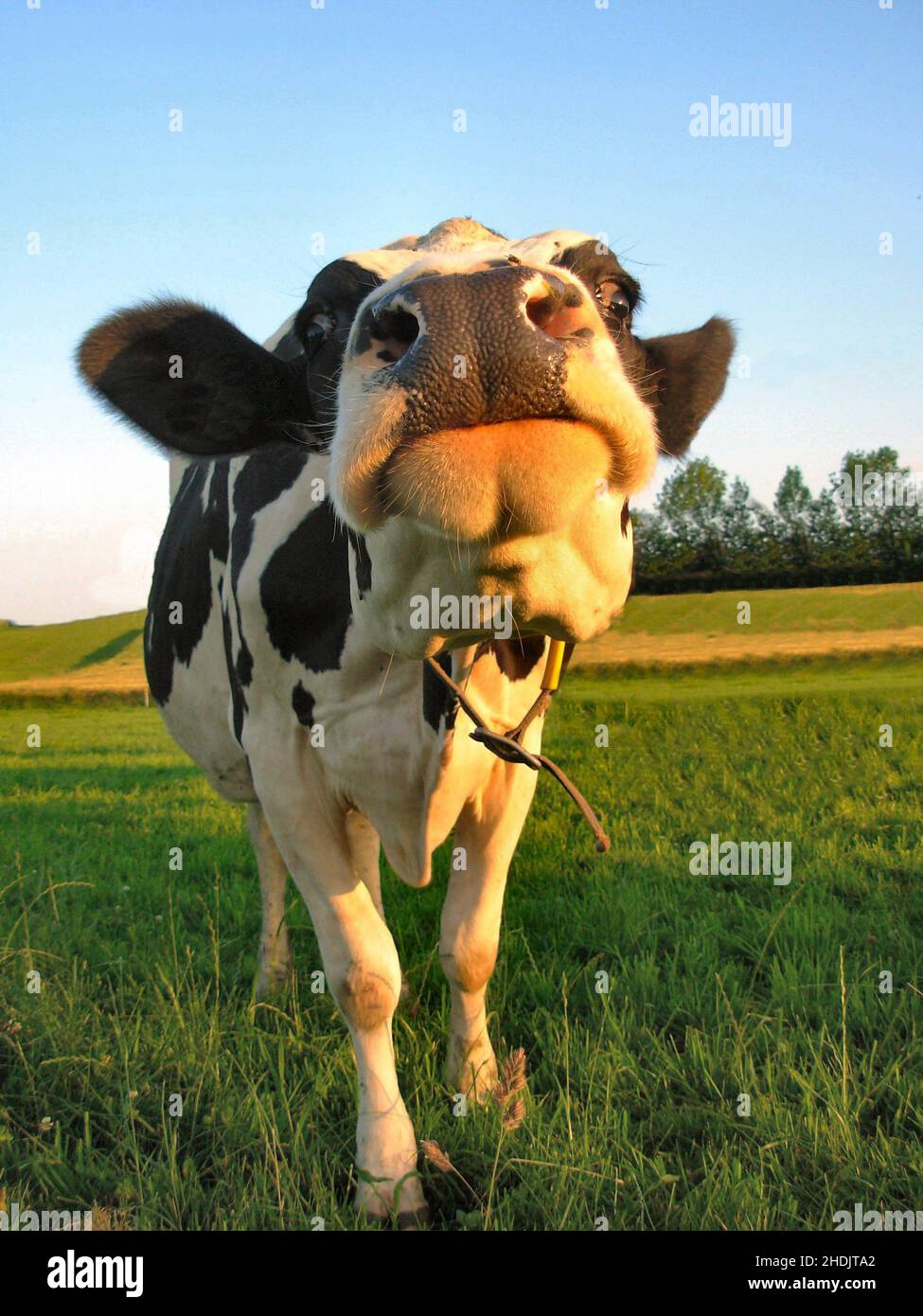 Cows mouth hi-res stock photography and images - Alamy