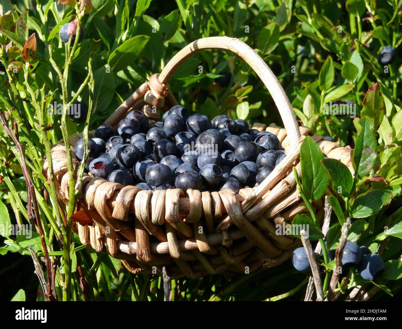berry, harvest, blueberry, berries, harvests, blueberries Stock Photo ...