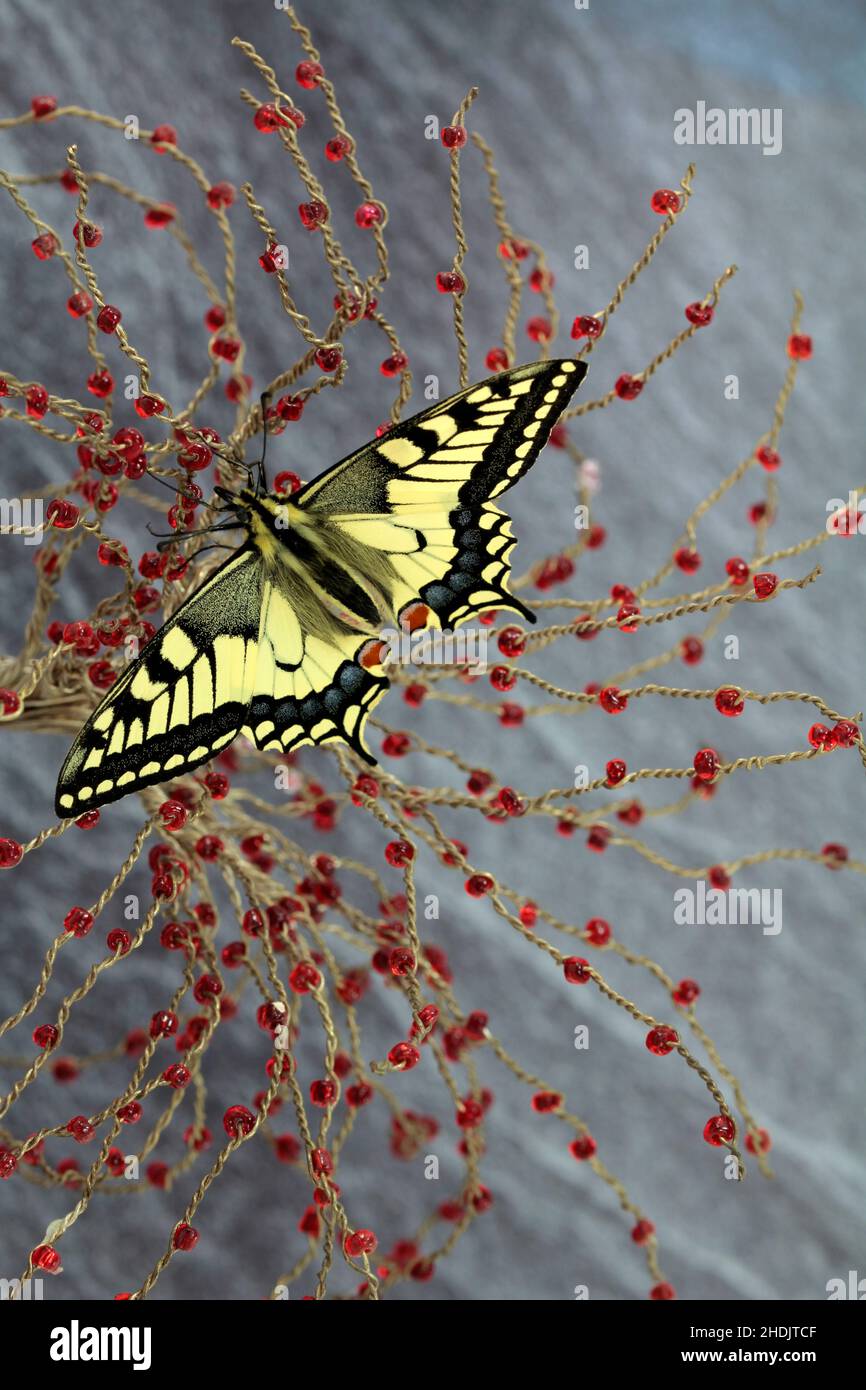 common yellow swallowtail, swallowtail butterflies Stock Photo - Alamy