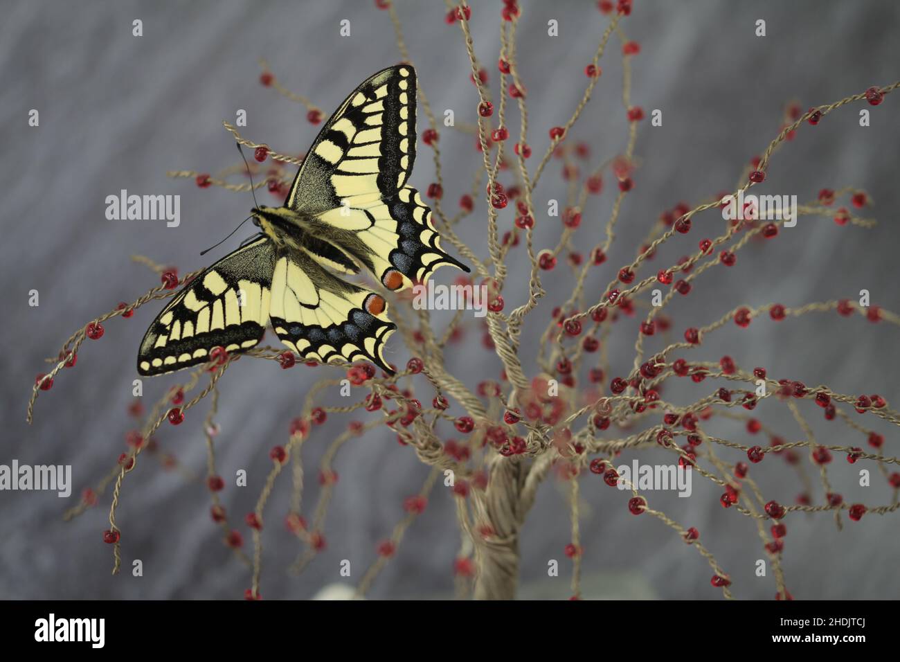 common yellow swallowtail, swallowtail butterflies Stock Photo - Alamy