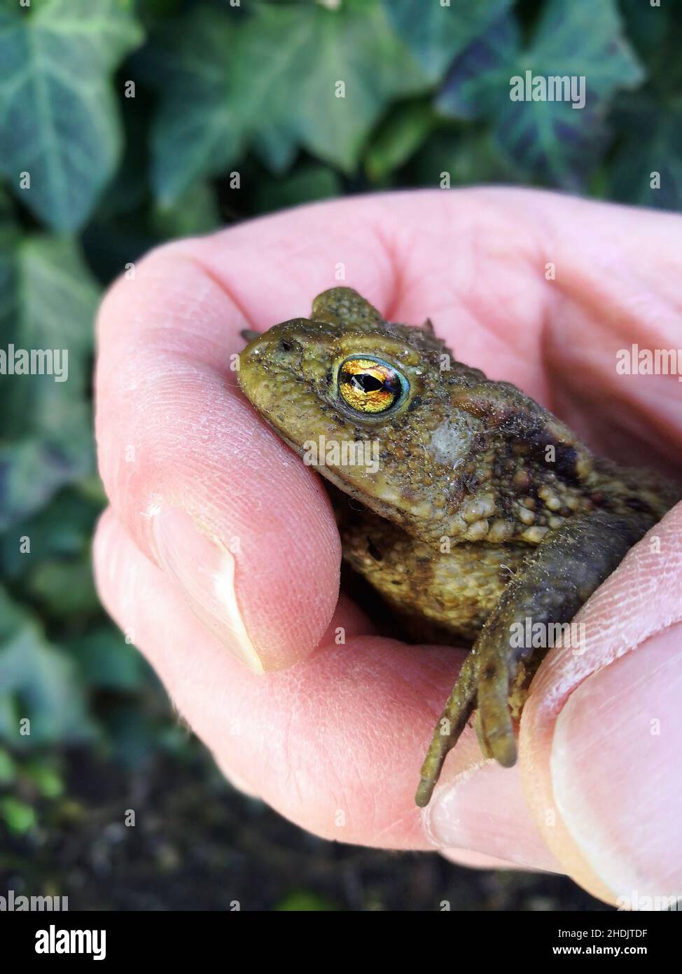 Hand holding toad hi-res stock photography and images - Alamy