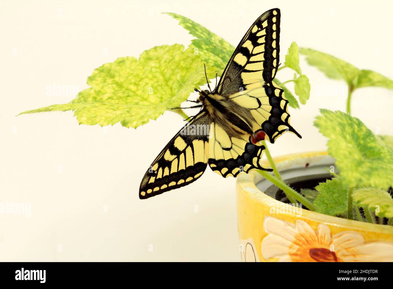 houseplant, common yellow swallowtail, houseplants, swallowtail ...