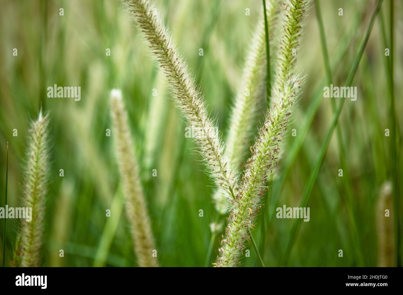 grasses, grass bloom, grass blooms Stock Photo - Alamy