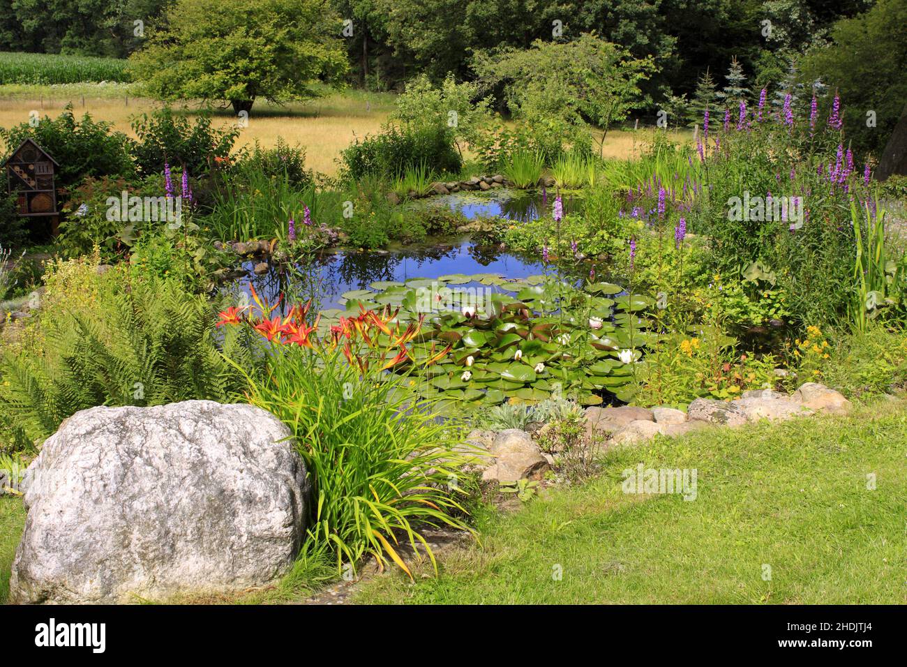 biotope, garden pond, biotopes, garden ponds Stock Photo - Alamy