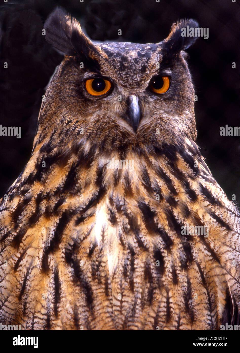 Black eagle owl hi-res stock photography and images - Alamy