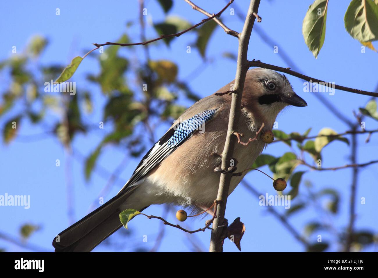 blue jay, blue jays Stock Photo - Alamy