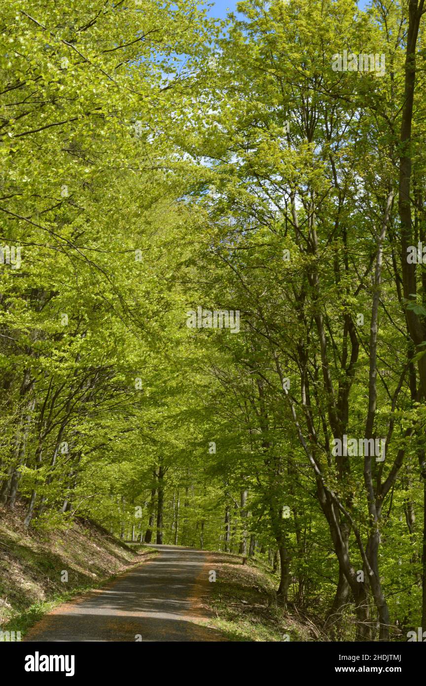 Beautiful tree-lined road in a tree tunnel. Empty road through a ...