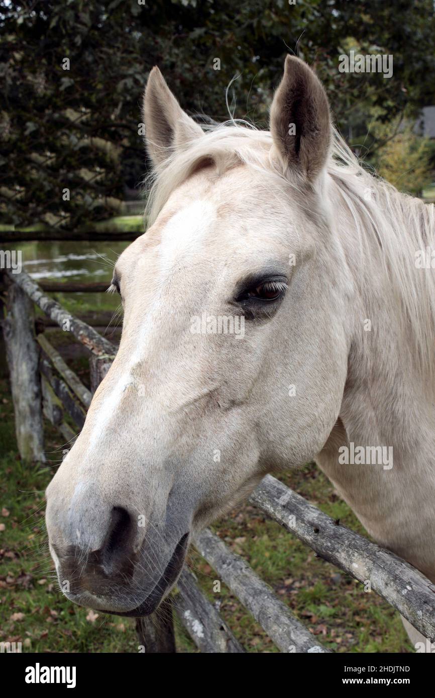 mold, horse portrait, molding, molds, rising damp, horse portraits ...