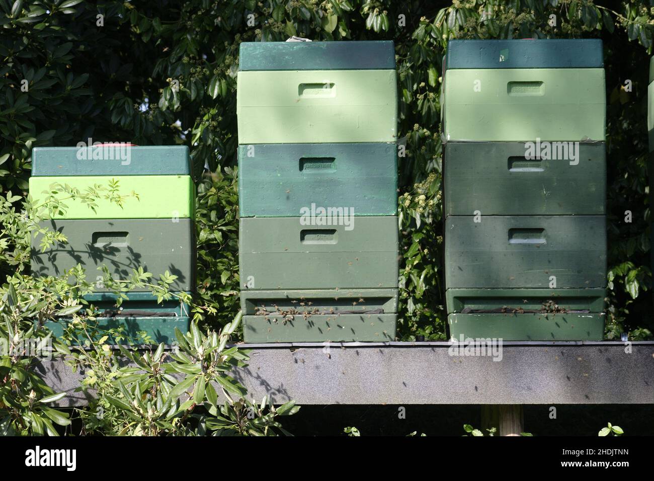 beehive, apiary, beehives, apiaries Stock Photo - Alamy