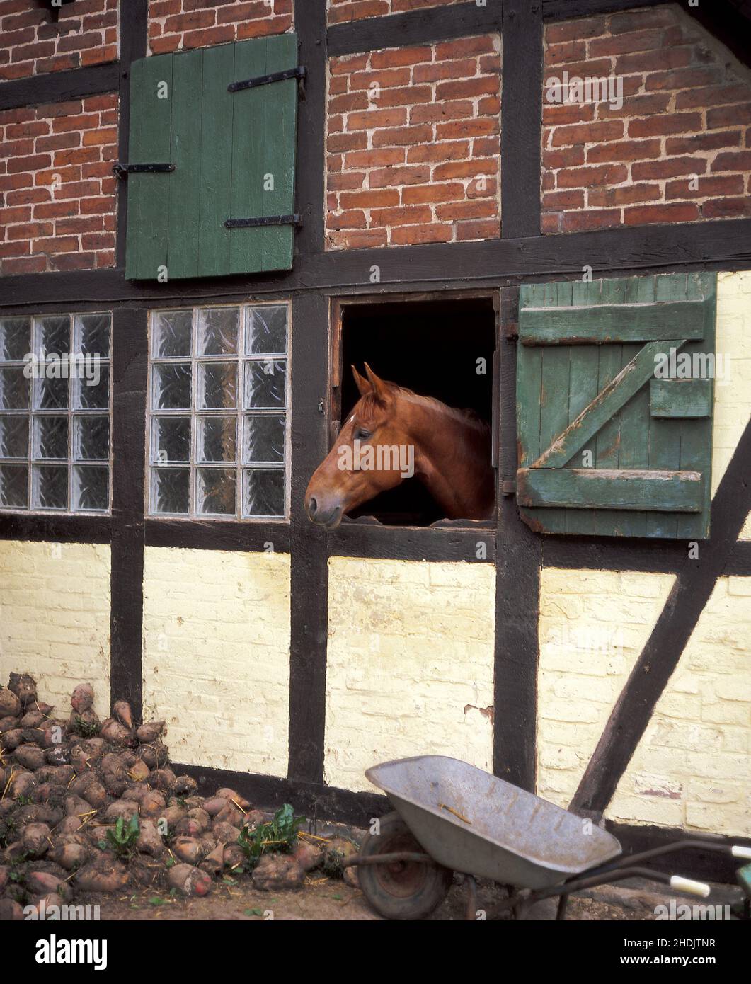 horse, stable, horses, stables Stock Photo - Alamy