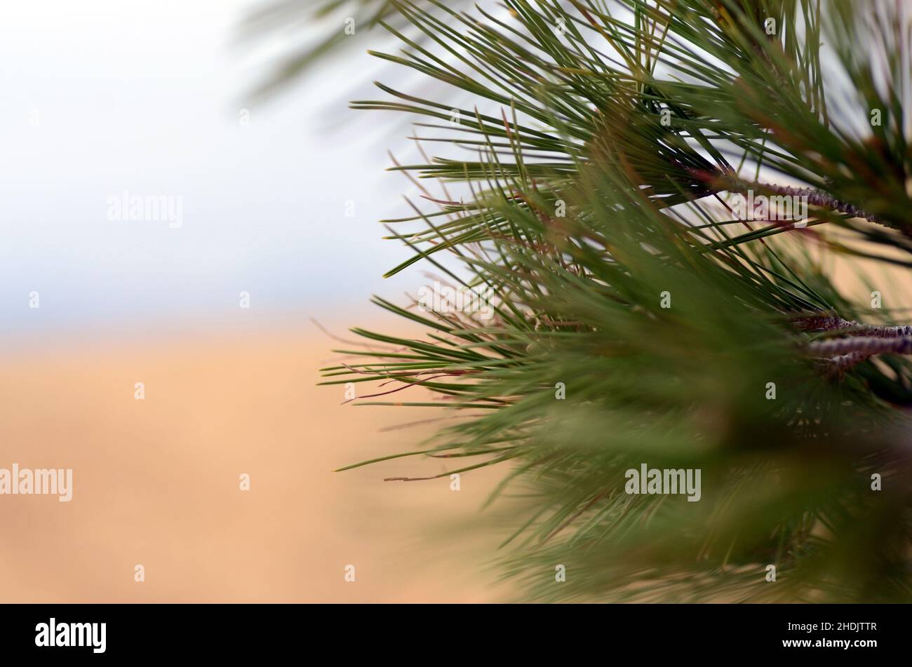 beach, pine, beaches, seaside, pines Stock Photo - Alamy