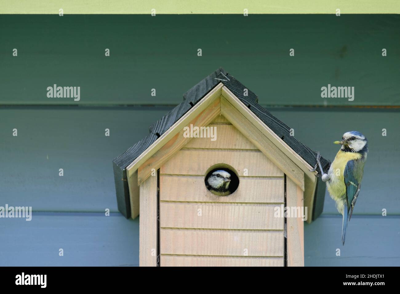 tomtit, nesting box, tomtits, nesting boxs Stock Photo - Alamy